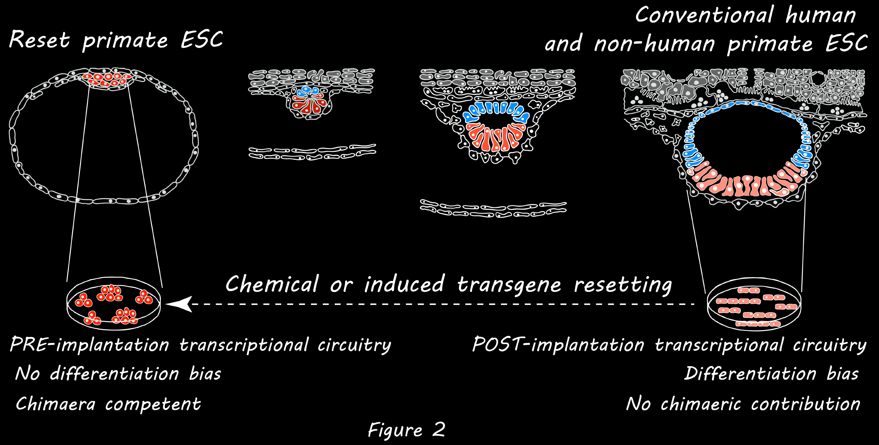 Research - Thorsten Edwin Boroviak, PhD